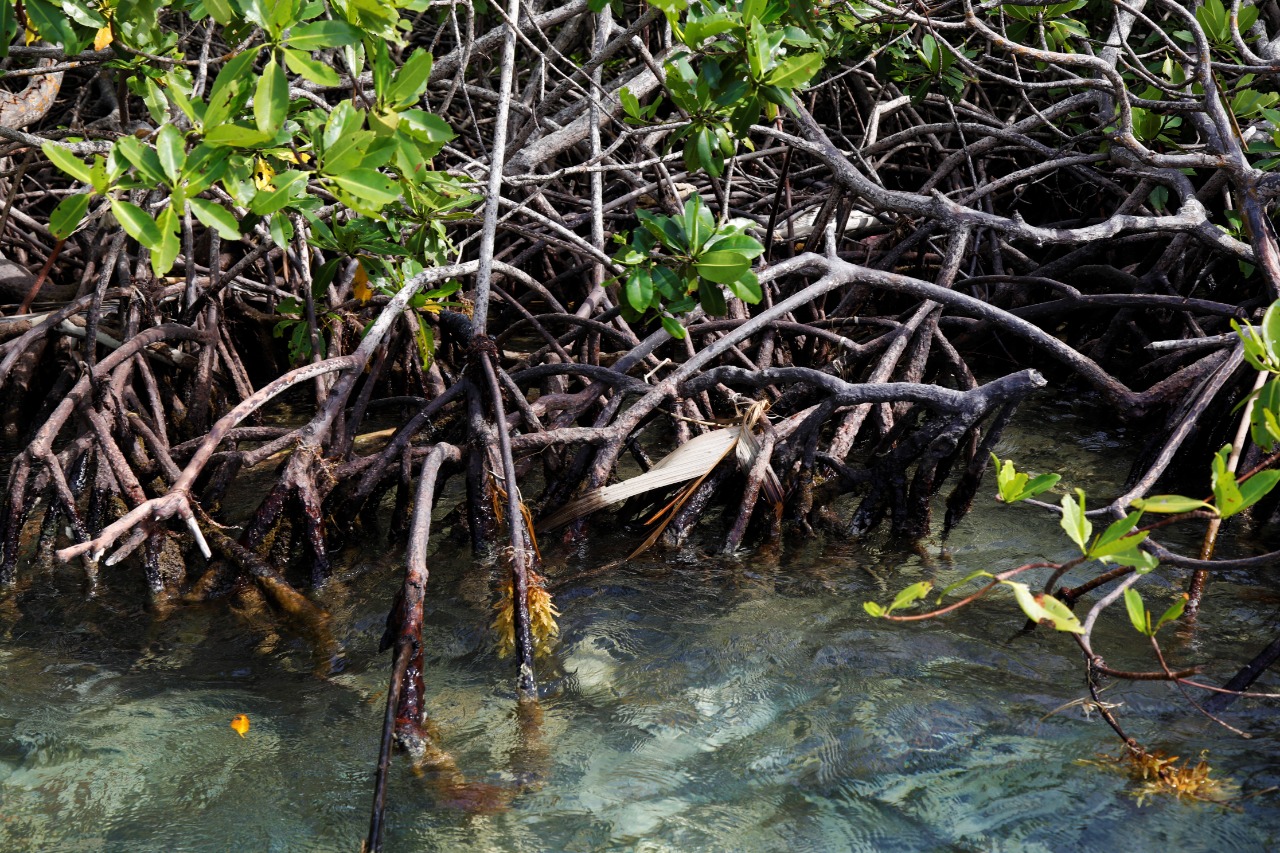 La importancia de los manglares como un ecosistema único - Panamá Green News